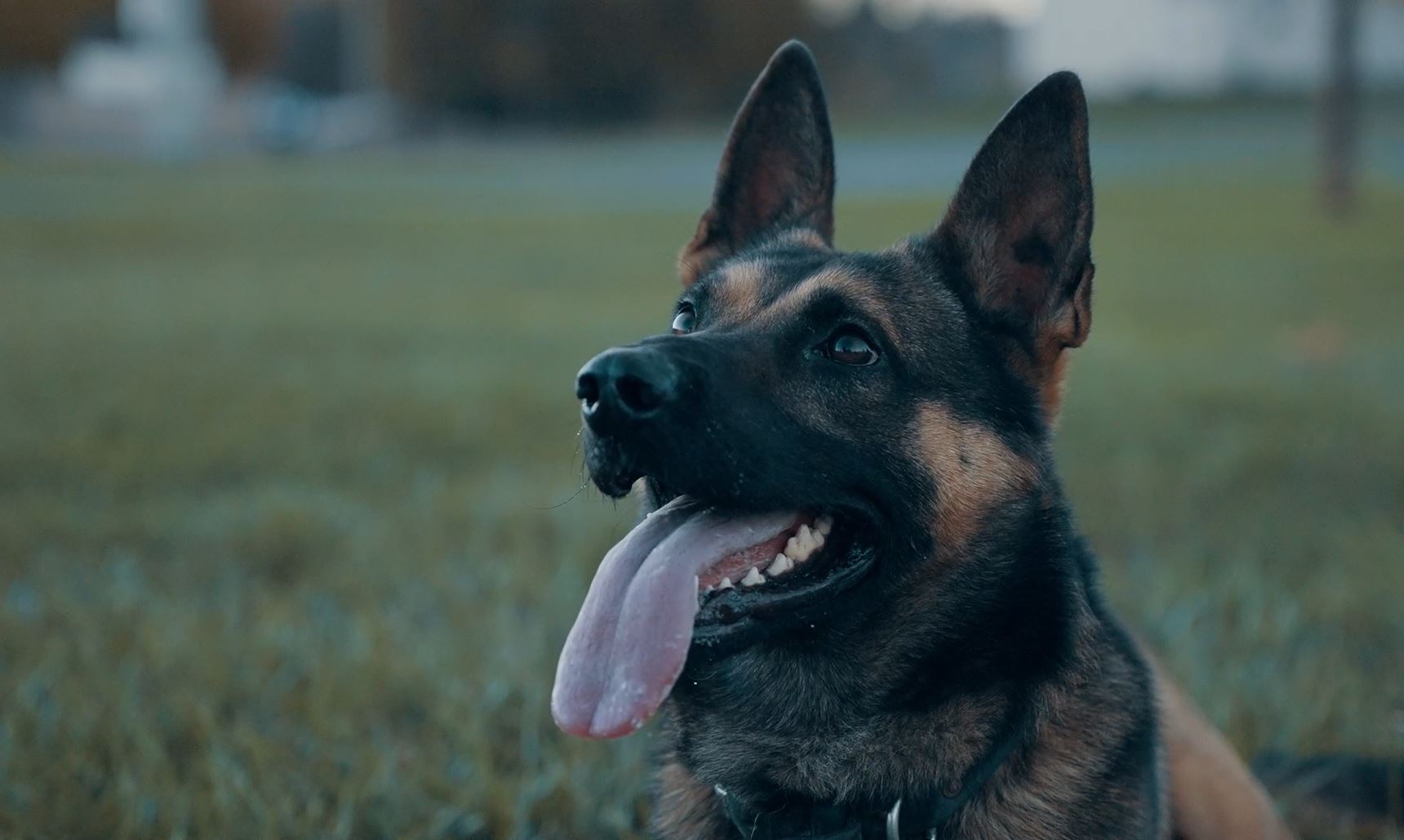 ‘He’s my responsibility’: Williamsport officer builds trust with k9 ...