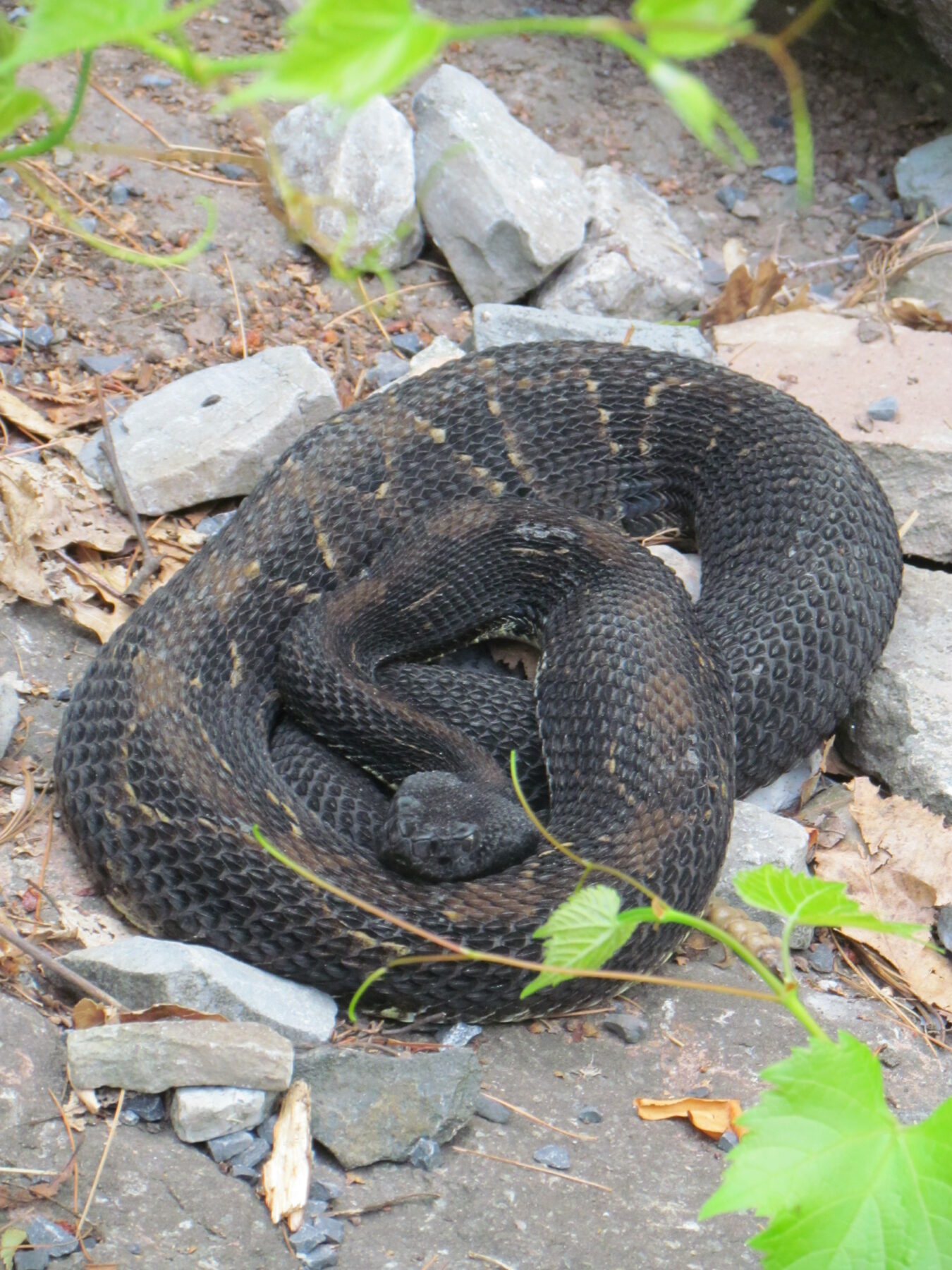 Biking 62 miles of the Pine Creek Rail Trail for 62nd birthday – On the ...